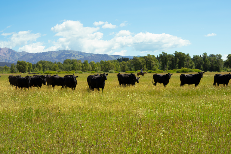Feeder Calf Program - Riverbend Ranch